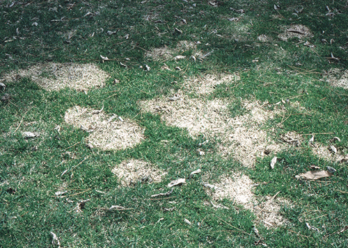 Snow Mold- What it is and how we can help! - Heartland Turf Co